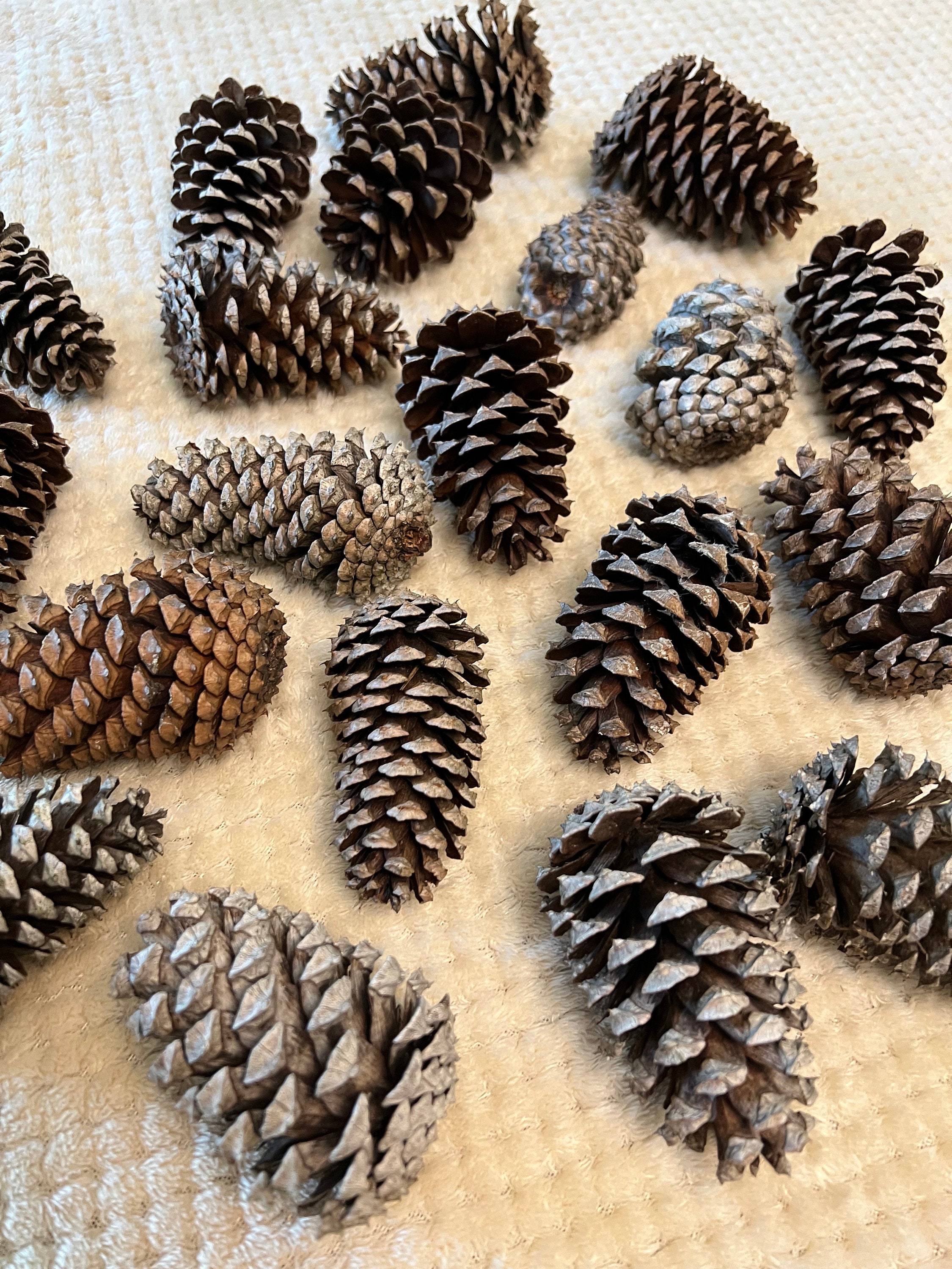 20 Full Sized Pinecones - Etsy