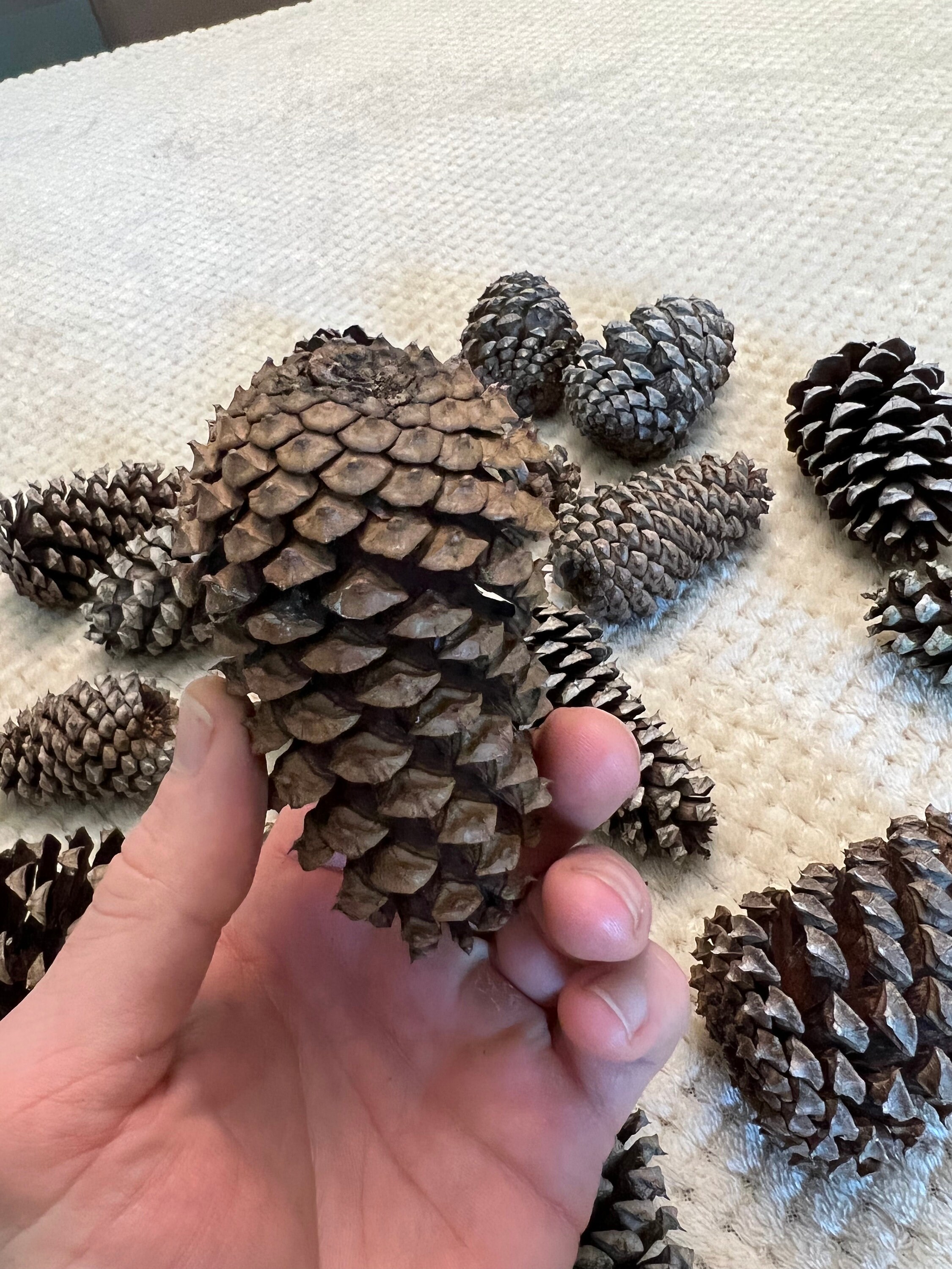 20 Full Sized Pinecones - Etsy