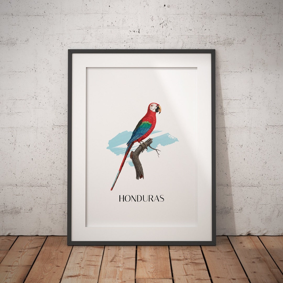 Scarlet Macaw Honduras - Birds of the World - Classic Matte Paper ...