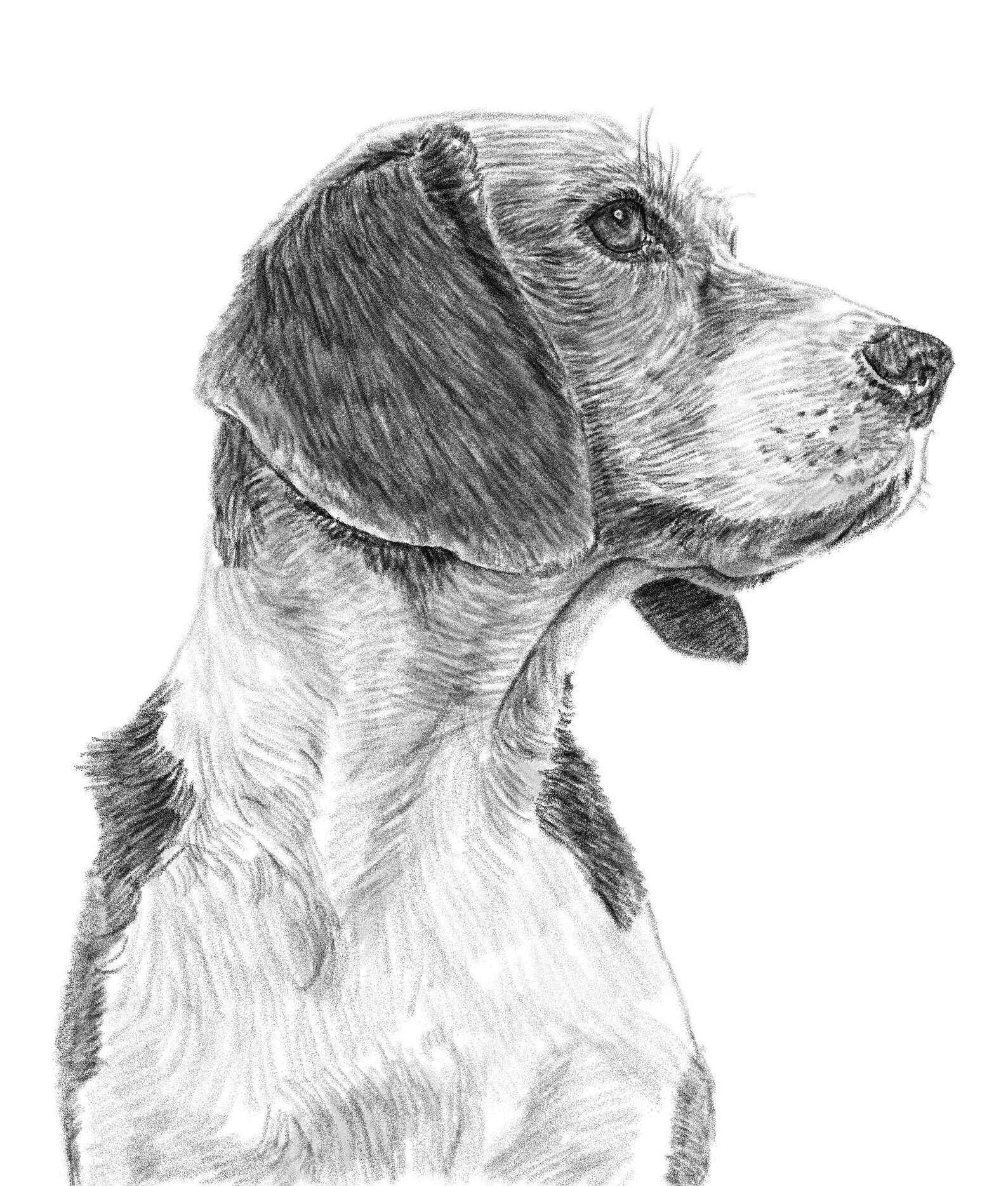 Custom Portrait for Pet, Custom Animal Drawing, Dog Portrait From Photo ...