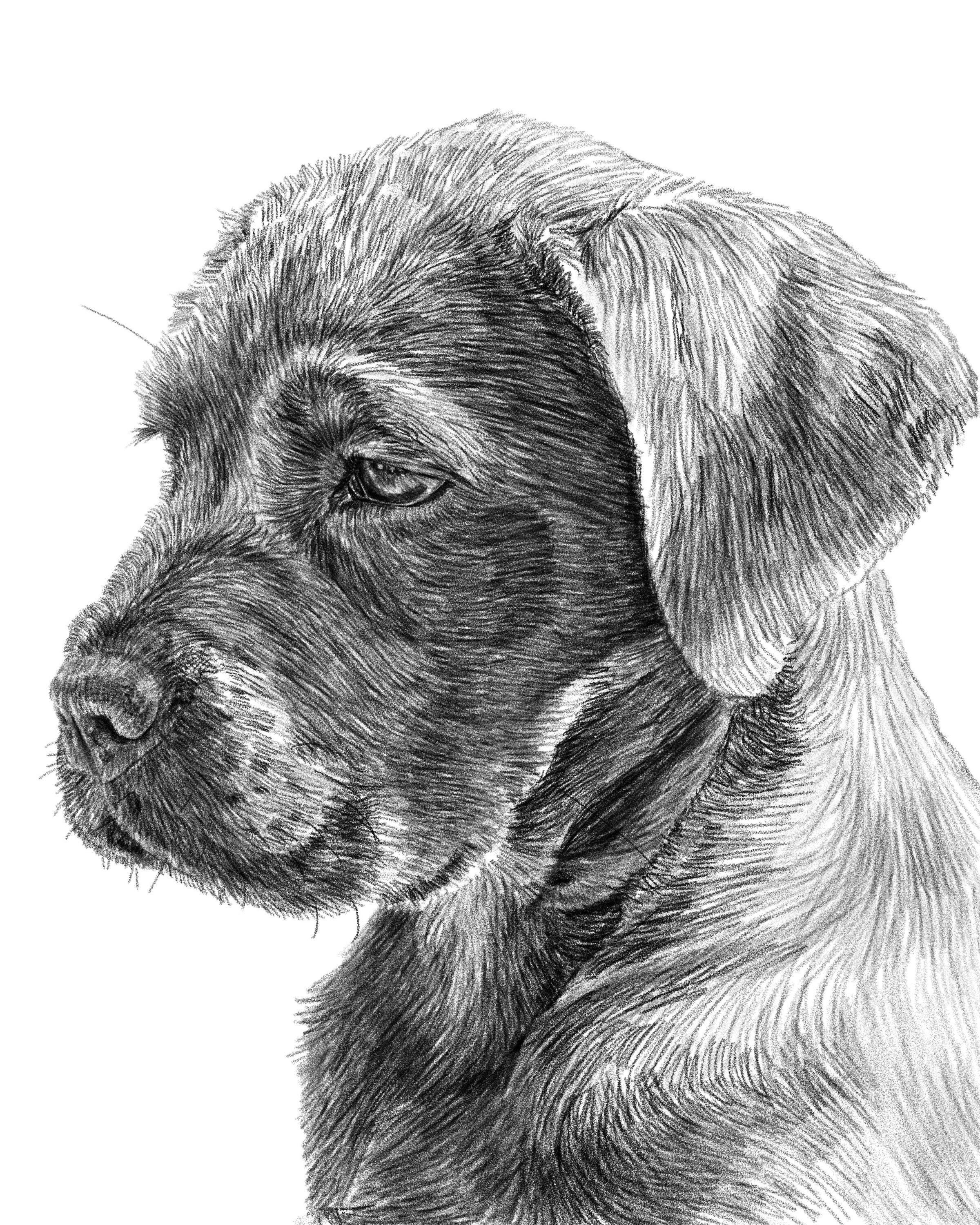 Custom Portrait for Pet, Custom Animal Drawing, Dog Portrait From Photo ...