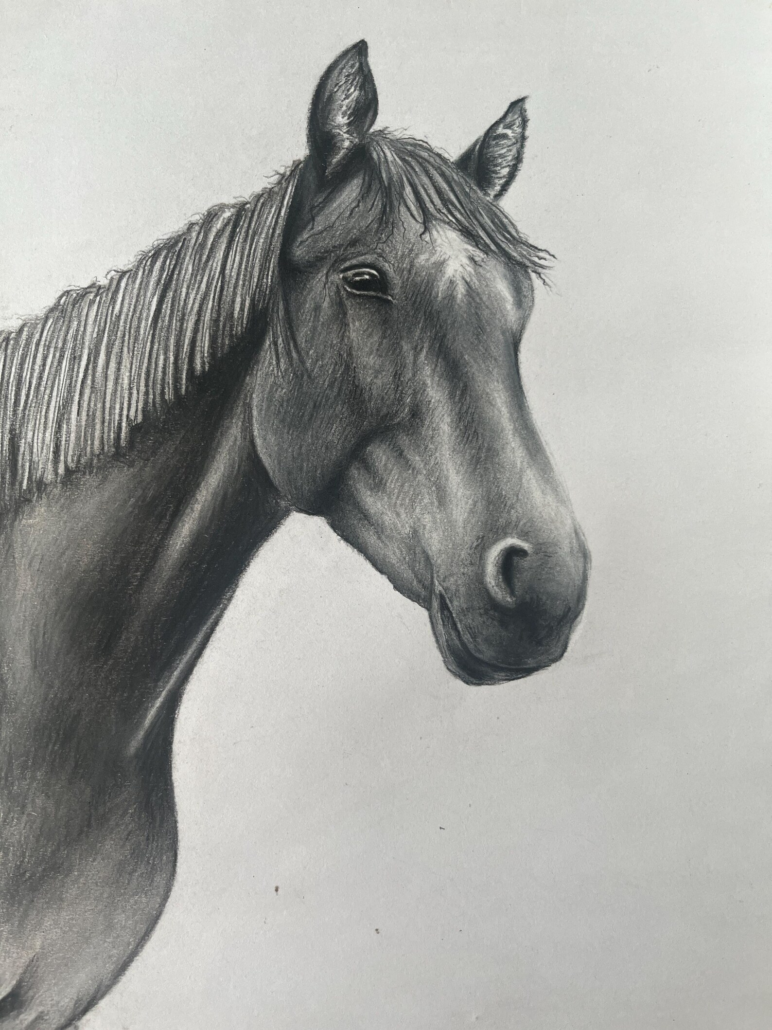 Custom Portrait for Pet, Custom Animal Drawing, Dog Portrait From Photo ...