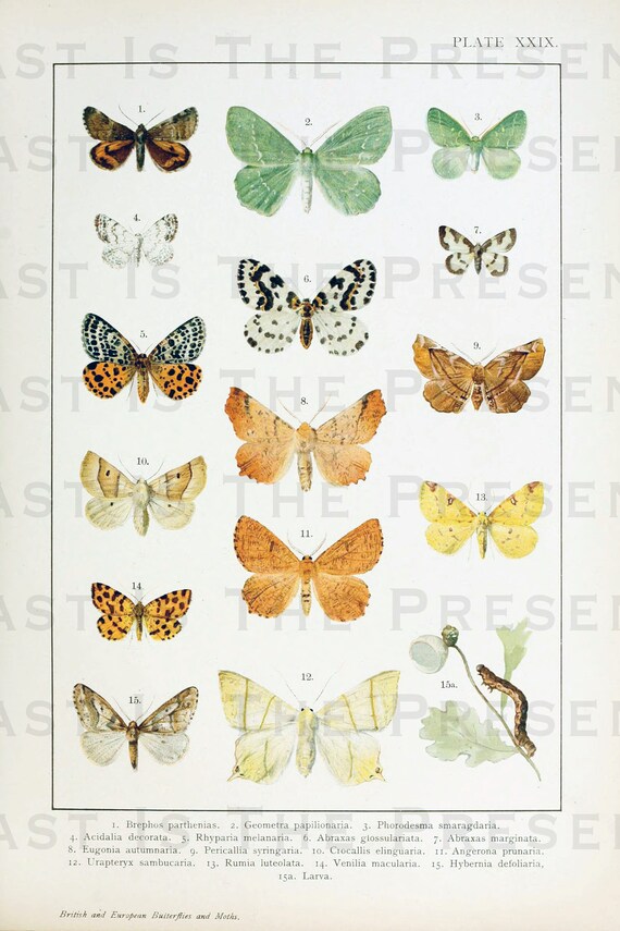Printable Vintage Butterflies and Moths Wall Art 8x12 - Etsy