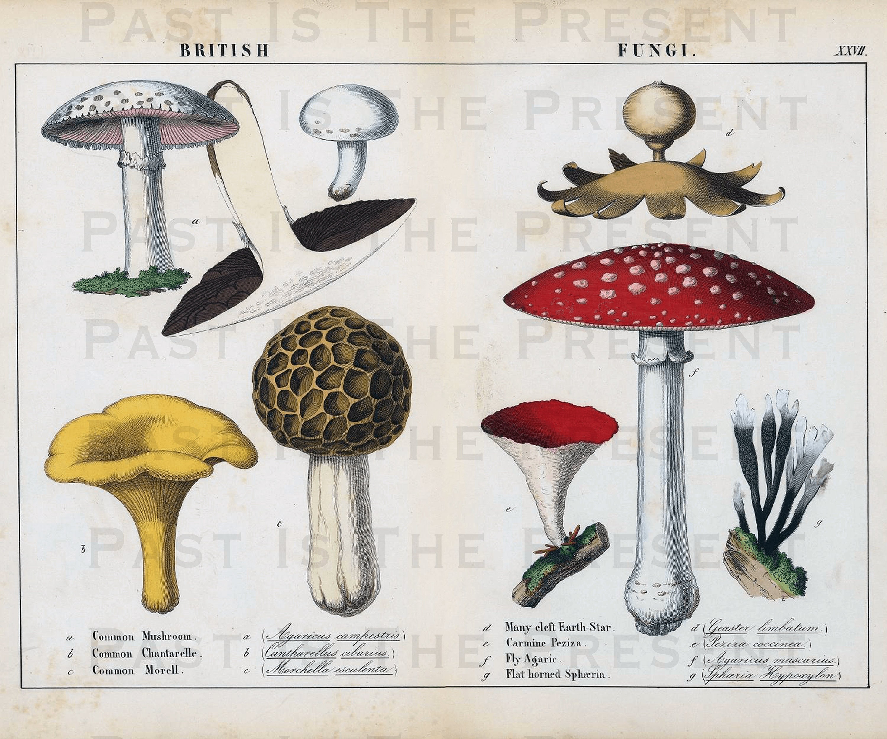 Printable Vintage British Fungi Wall Art 10x12 - Digital Download ...