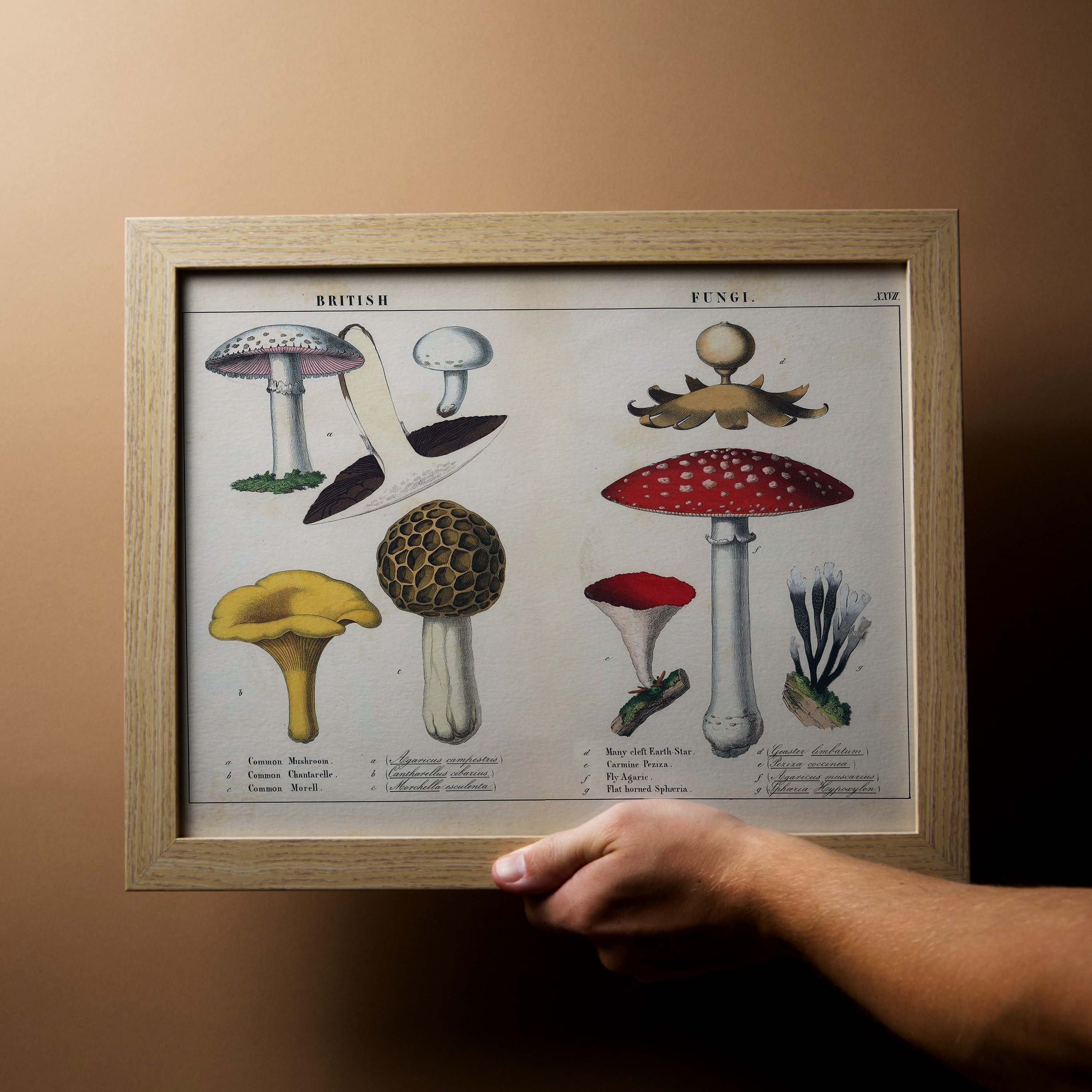 Printable Vintage British Fungi Wall Art 10x12 - Digital Download ...