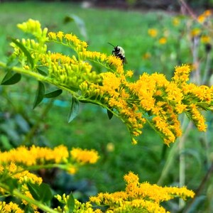 Wrinkleleaf Goldenrod (solidago Rugosa) - Etsy