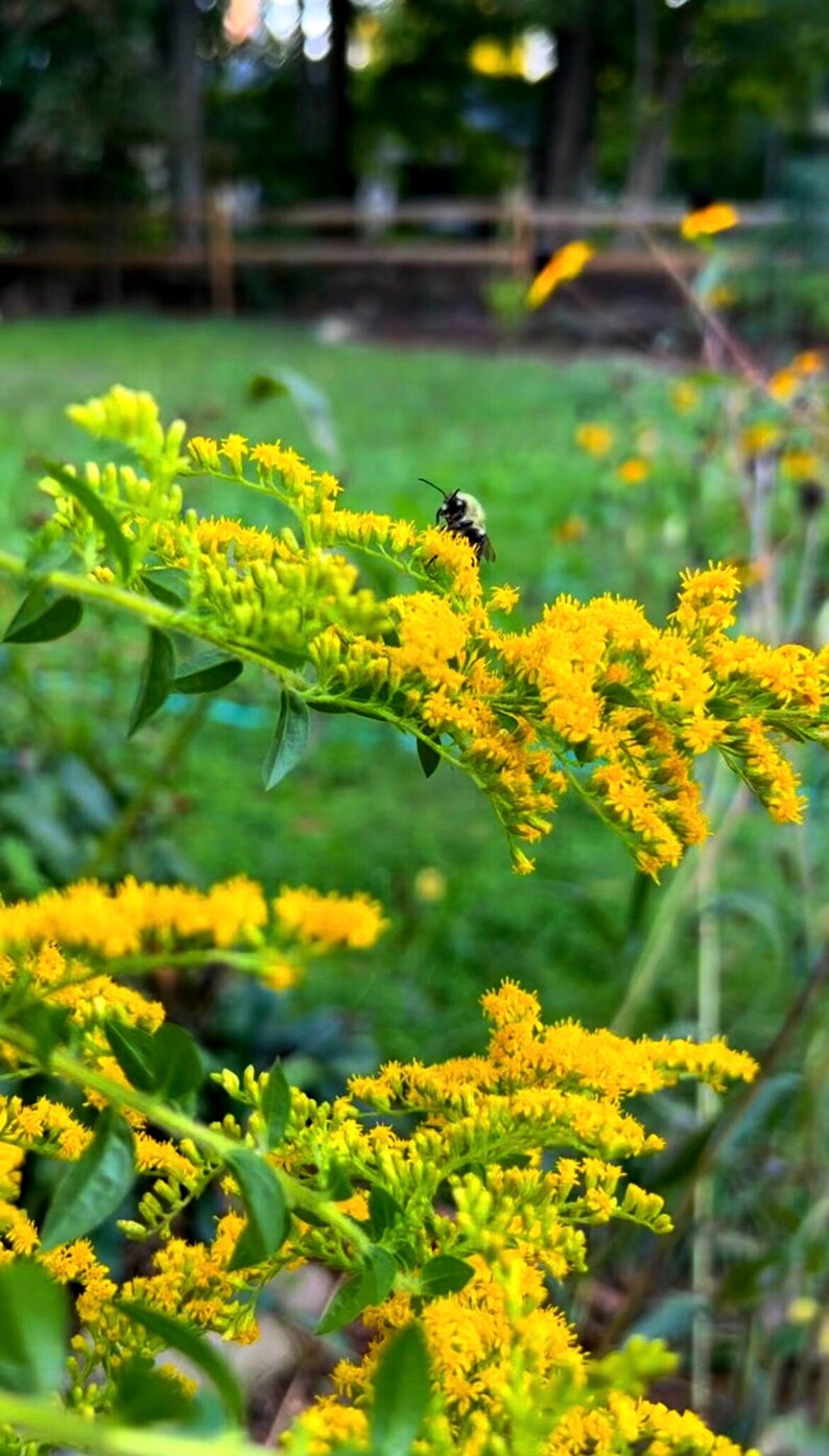 Wrinkleleaf Goldenrod (solidago Rugosa) - Etsy