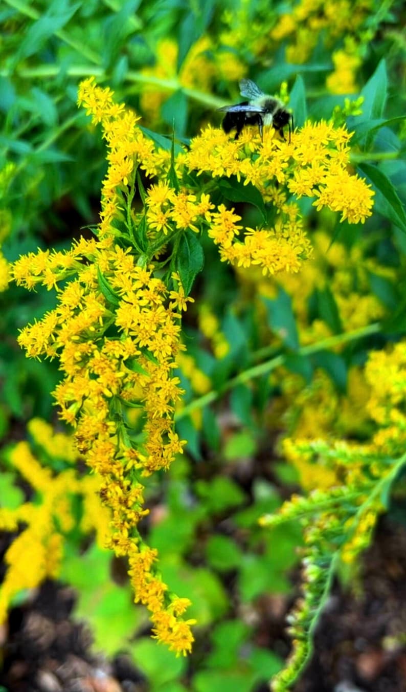 Wrinkleleaf Goldenrod (solidago Rugosa) - Etsy