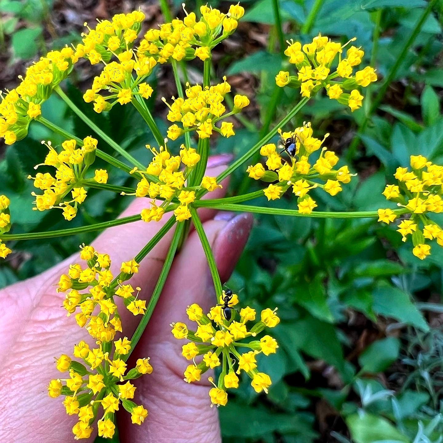 Golden Alexander (zizia Aurea) | Native Wildflower | Chemical-free ...