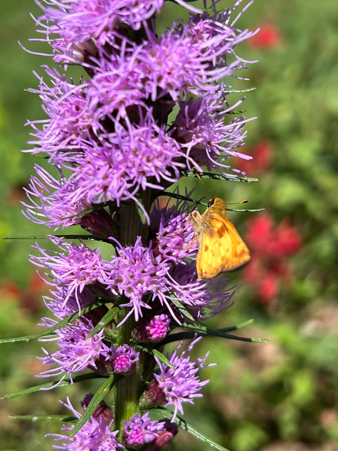 Dense Blazing Star (liatris Spicata) | Native Wildflower | Chemical ...