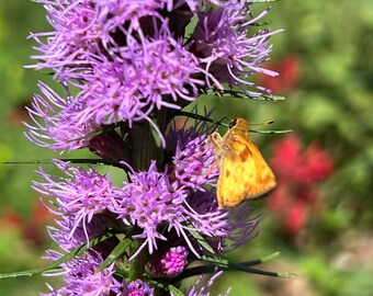 Button Blazing Star East Liatris Aspera 50 Seeds Prairie Restoration ...
