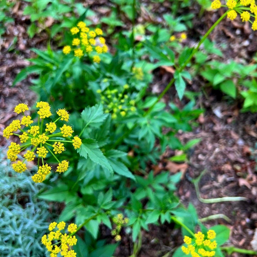 Golden Alexander (zizia Aurea) | Native Wildflower | Chemical-free ...
