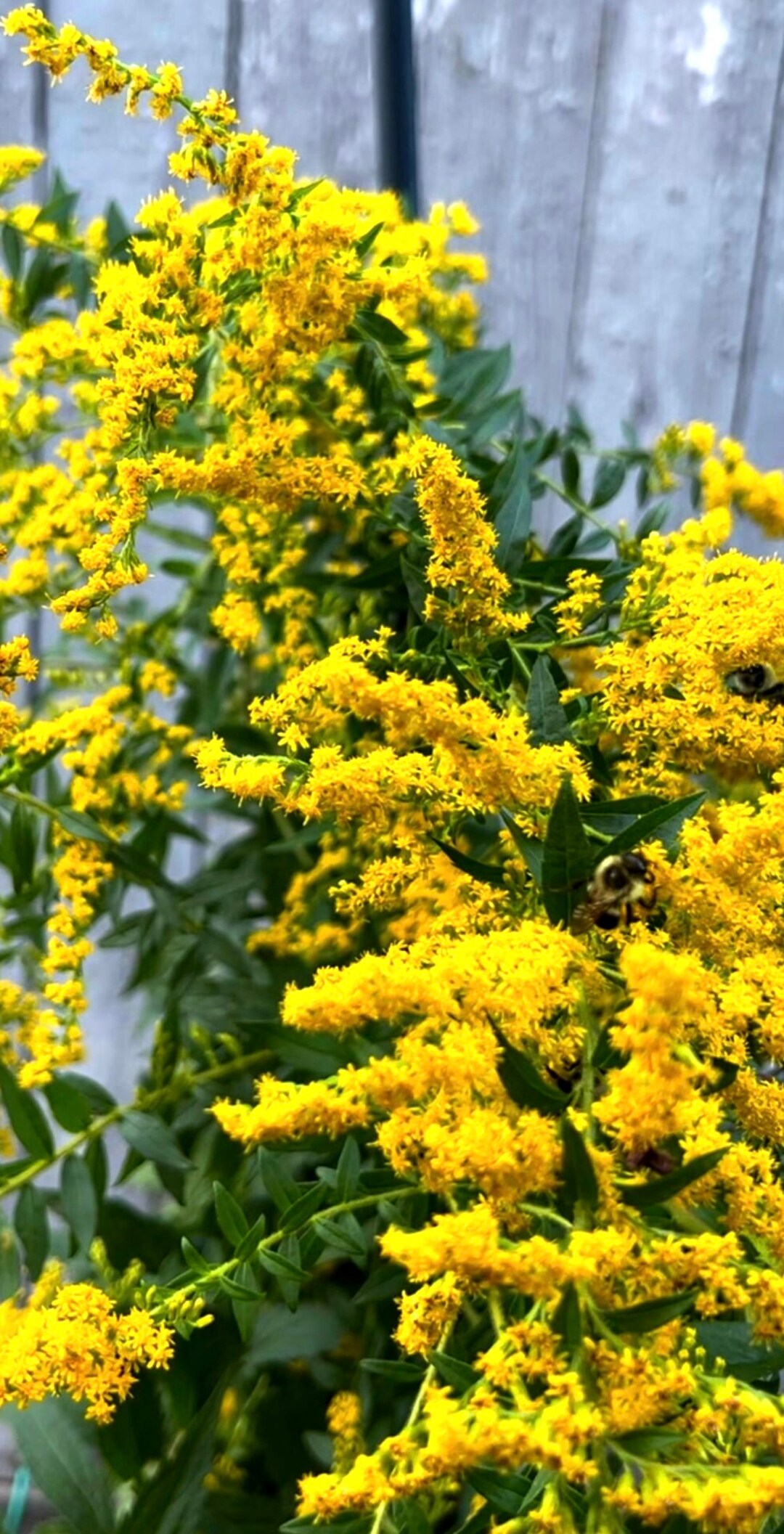 Wrinkleleaf Goldenrod (solidago Rugosa) - Etsy