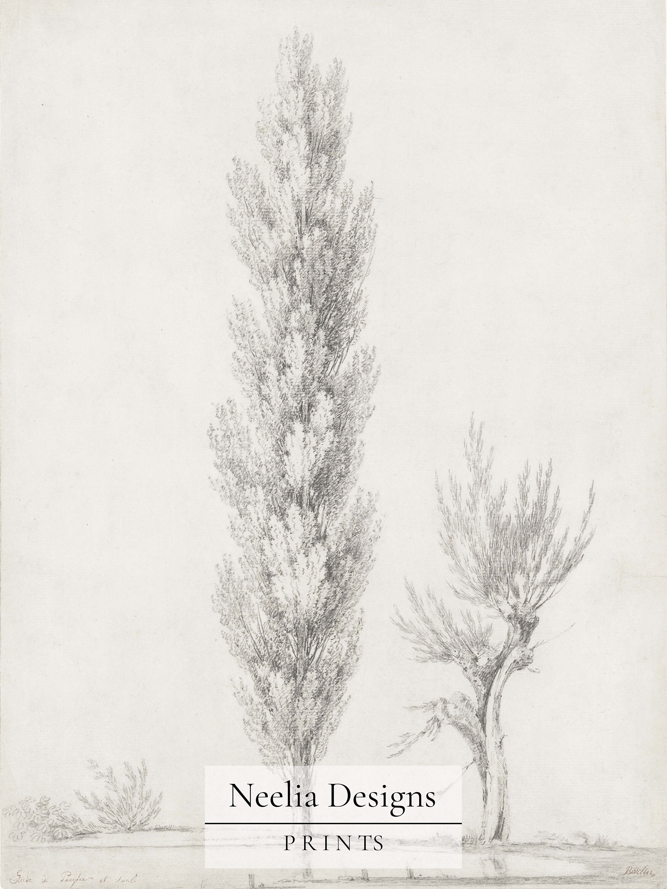 Deciduous Trees Pencil Drawing | Vintage Sketch | Digital Print Wall ...