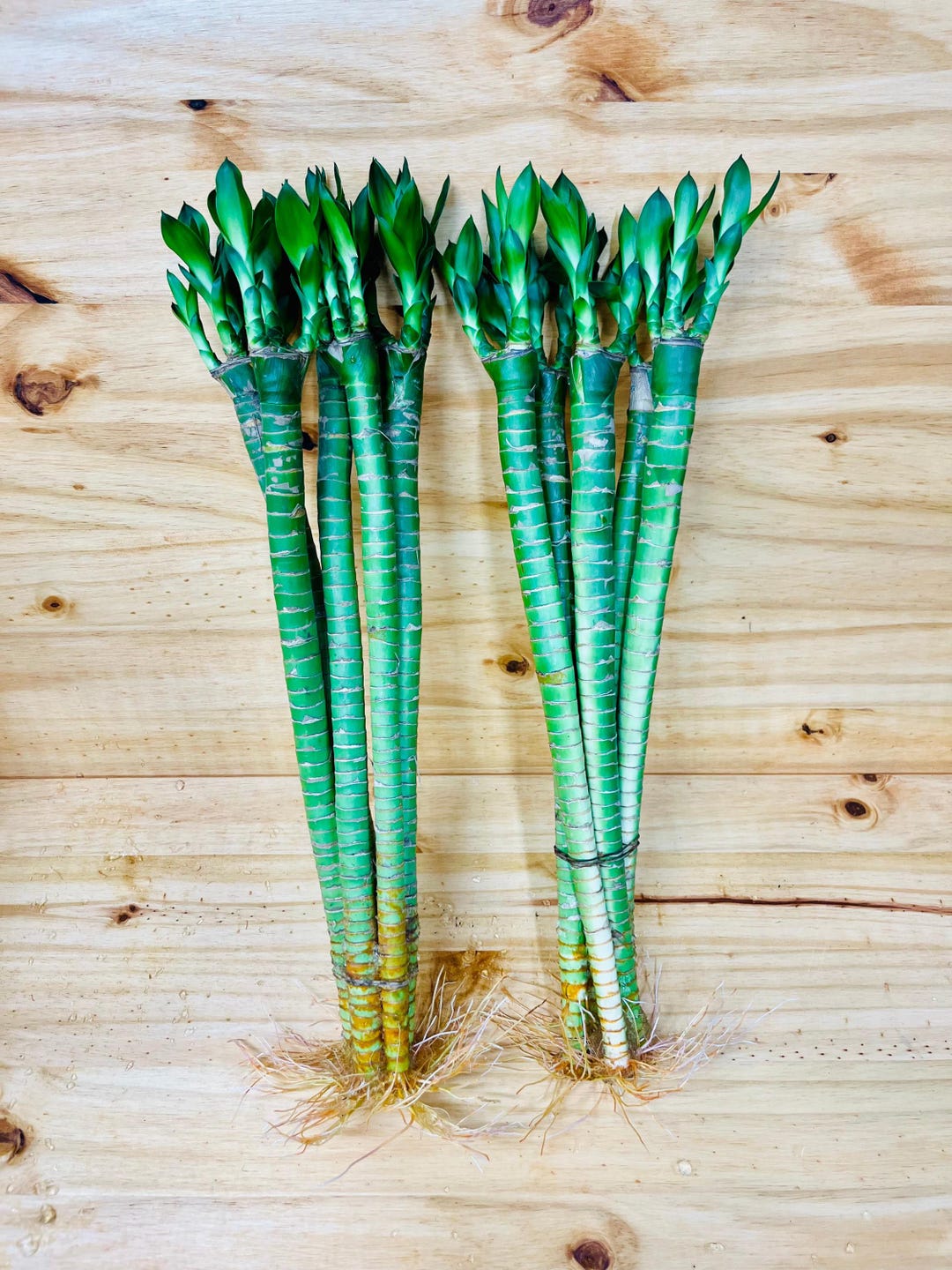 Lotus Lucky Bamboo 16” Stalks - Etsy