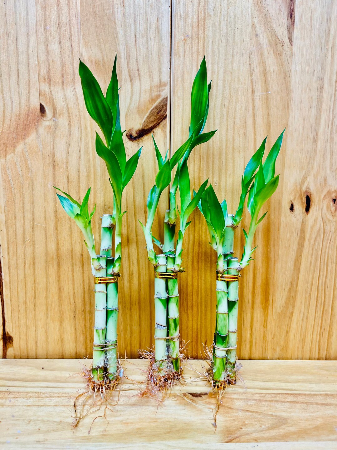 Lucky Bamboo Arrangements 3 Stem 668 - Etsy