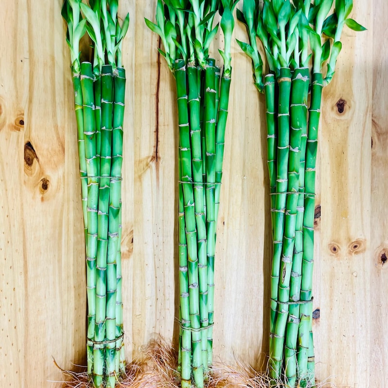 Bamboo Houses Plant - Etsy