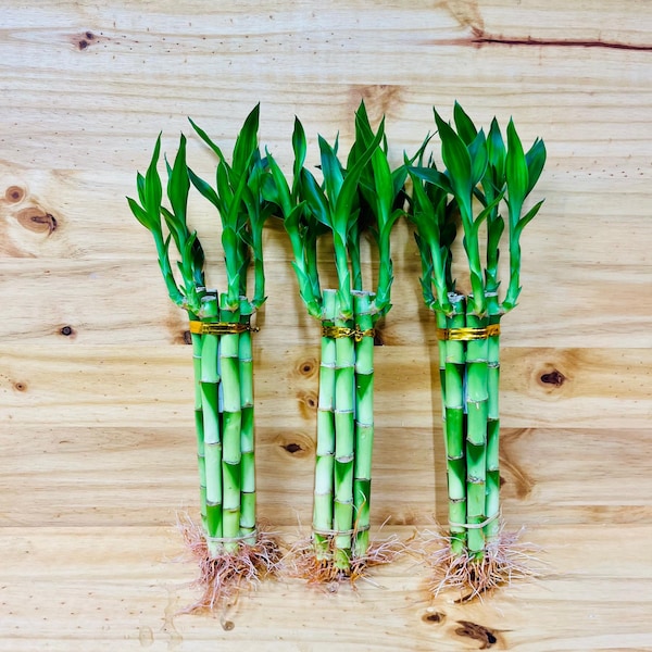 Lucky Bamboo - Etsy