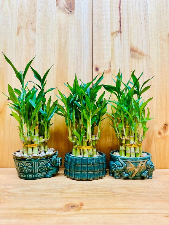 Bamboo Arrangements Arrangement Houseplants — Pflanzengroßhandel