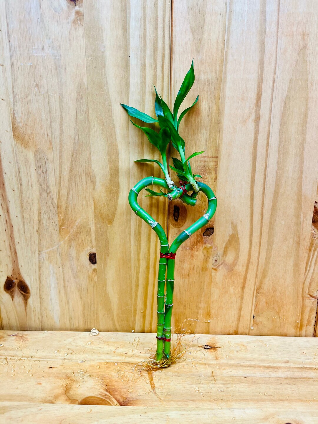 Live Lucky Bamboo 10 Heart Shape Bamboo Plant - Etsy