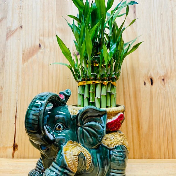 Lucky Bamboo - Etsy