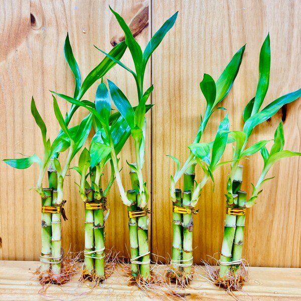 Bamboo Decor - Etsy