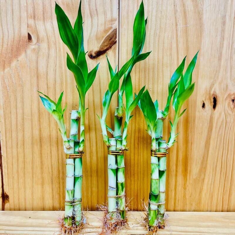 Bamboo - Etsy