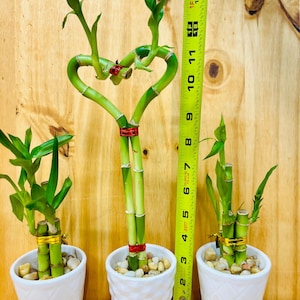 3 Pack Live Lucky Bamboo Heart Shape in Ceramic Vases - Etsy