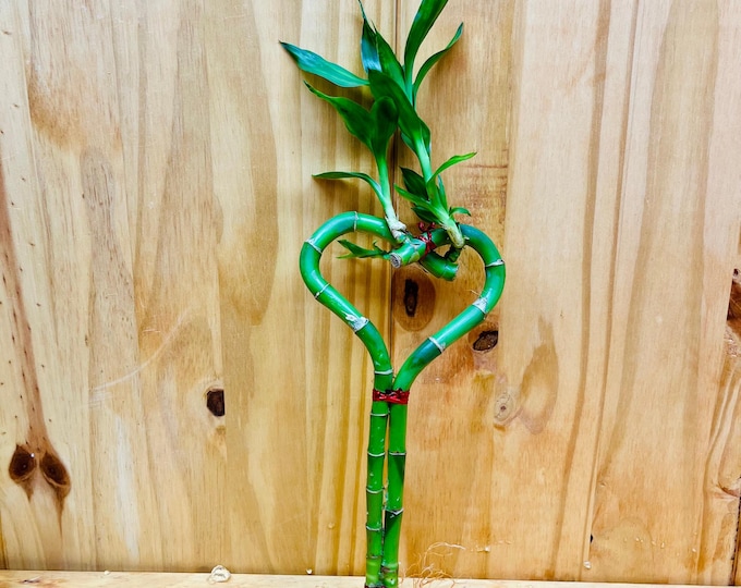 Heart Lucky Bamboo - Etsy