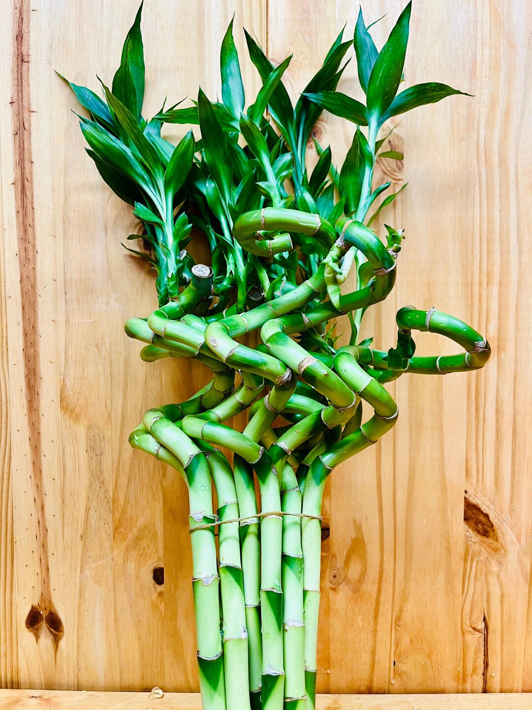Live Lucky Bamboo 12” Spiral Shape Bamboo Plant - Etsy