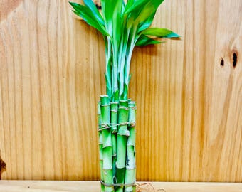 3 Stalk Live Lucky Bamboo Plant (1x - 6" Stalk, 1X - 4" Stalks,1x - 8 ...