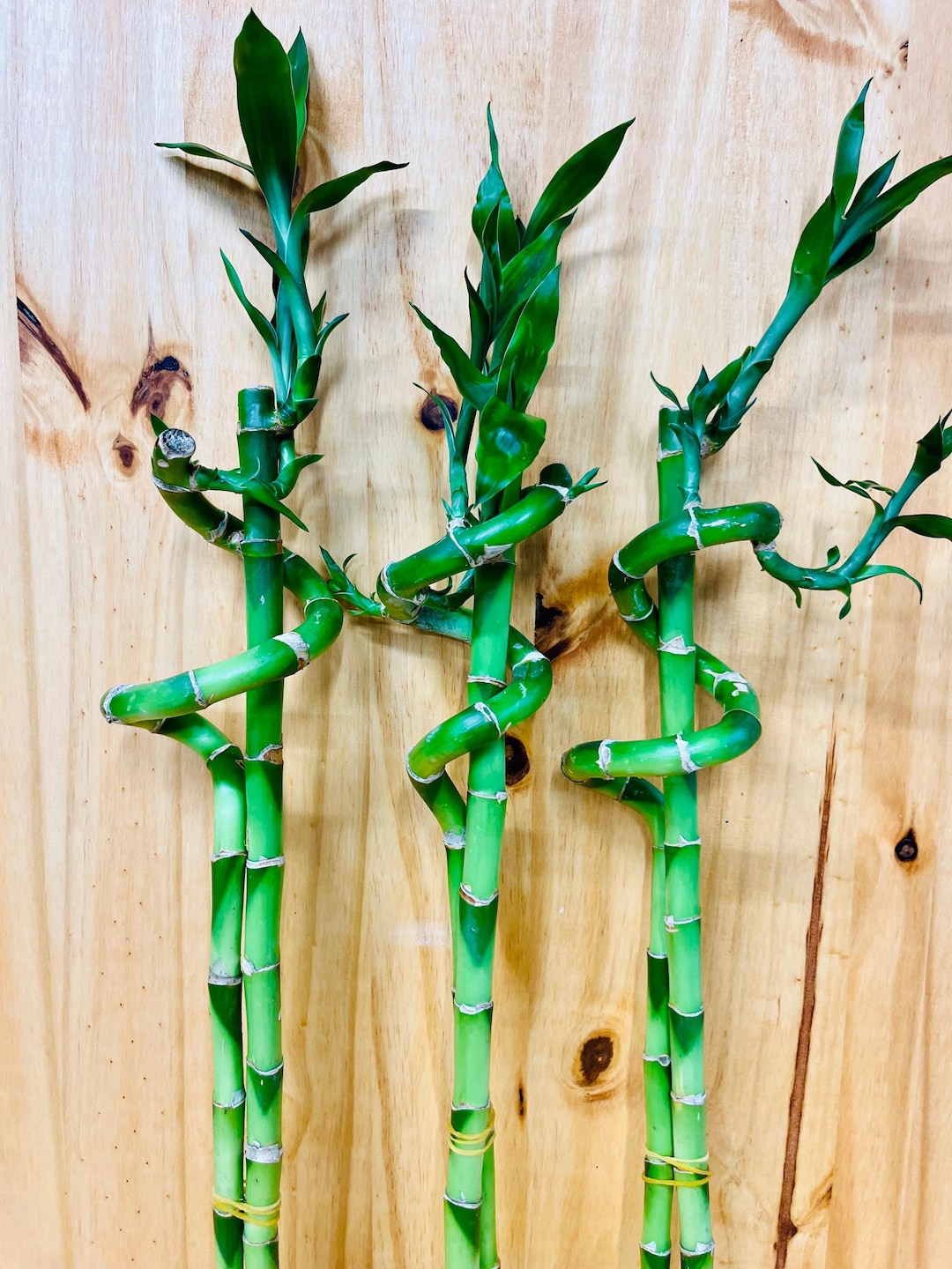 Live Lucky Bamboo 18” Spiral & Straight Combination - Etsy