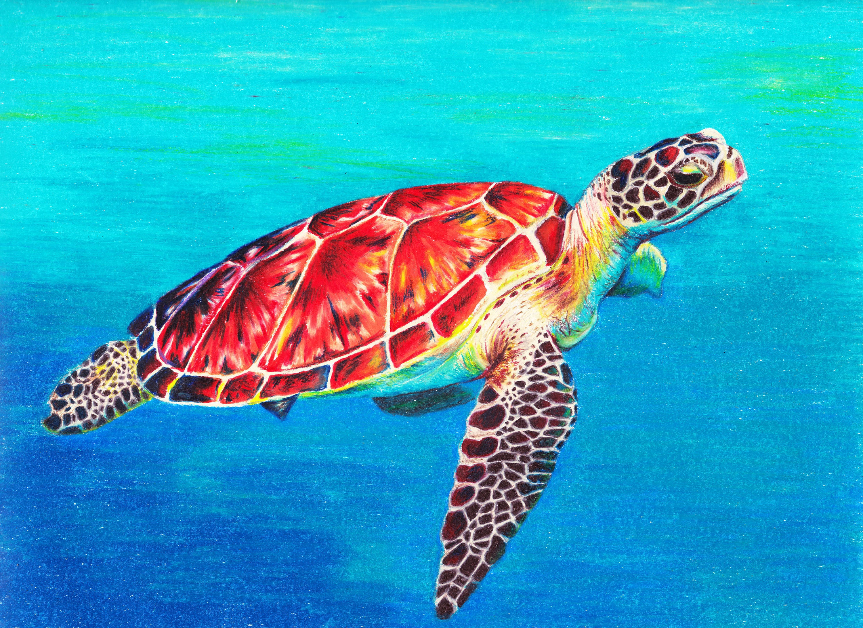 Sea Turtle | Colored Pencil | Red, Orange, Yellow | Drawing | Wall Art ...