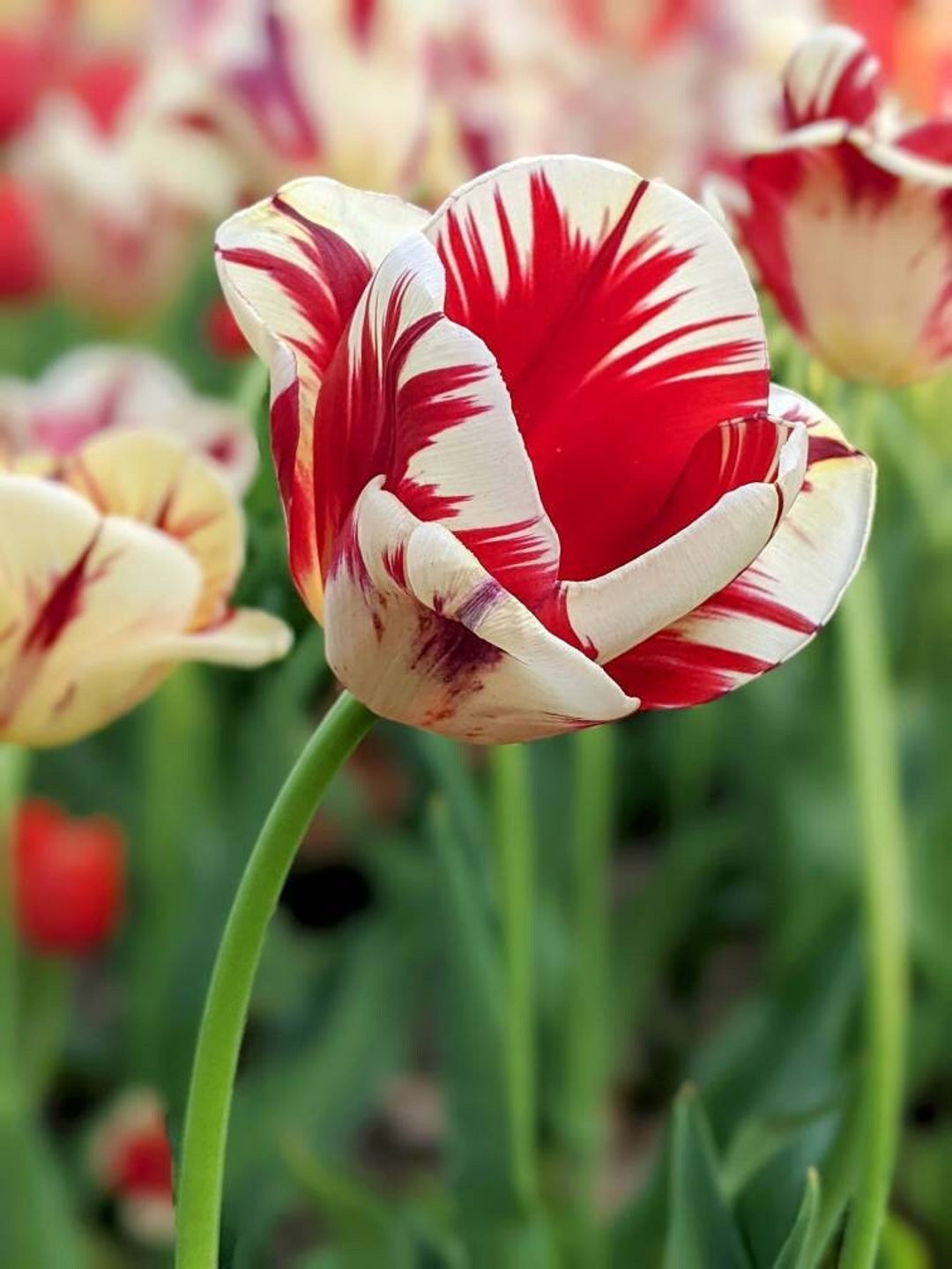 Tulip From Tulip Time Festival Photo, Nature Photography, Michigan ...