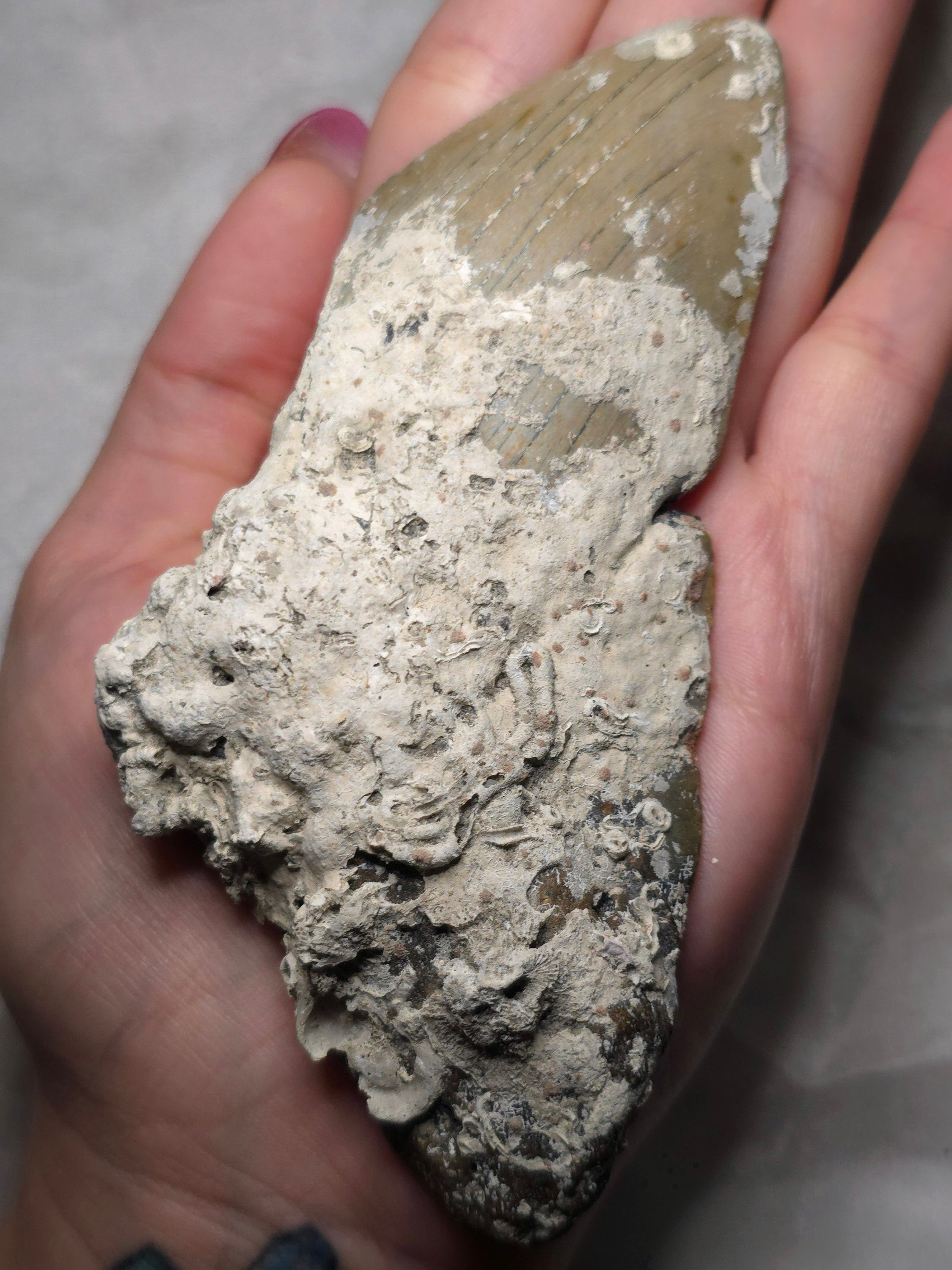 Large Megalodon Tooth, Ancient Shark Fossil - Etsy