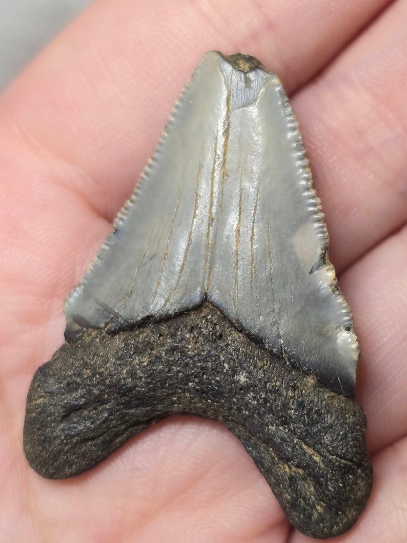 Megalodon Tooth, Ancient Shark Fossil - Etsy