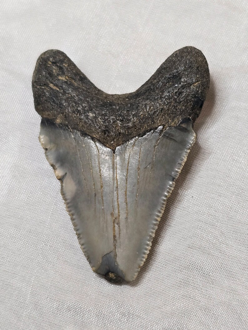 Megalodon Tooth, Ancient Shark Fossil - Etsy