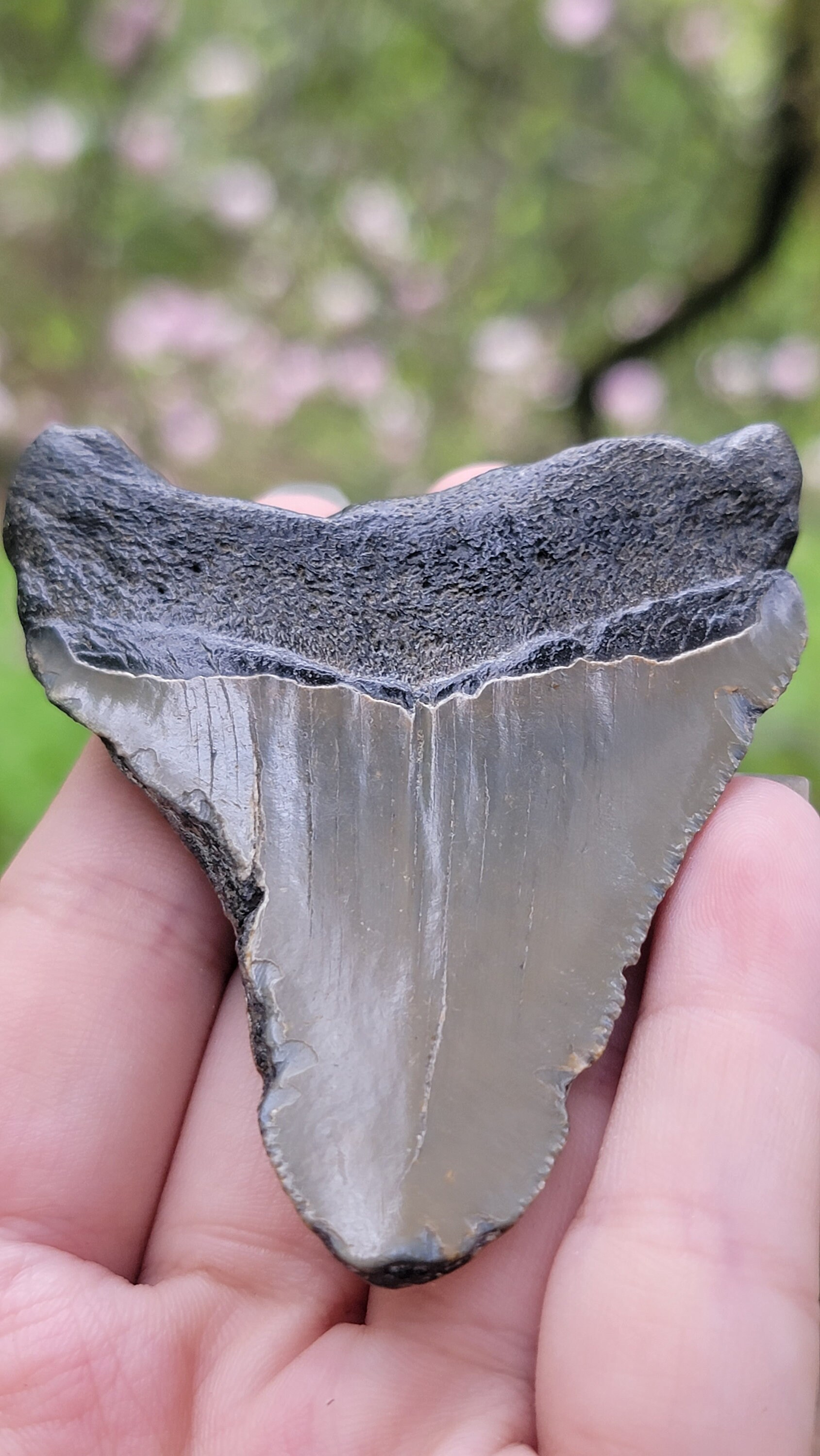 Large Megalodon Tooth, Ancient Shark Fossil - Etsy
