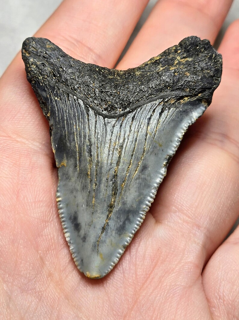 Megalodon Tooth, Ancient Shark Fossil - Etsy