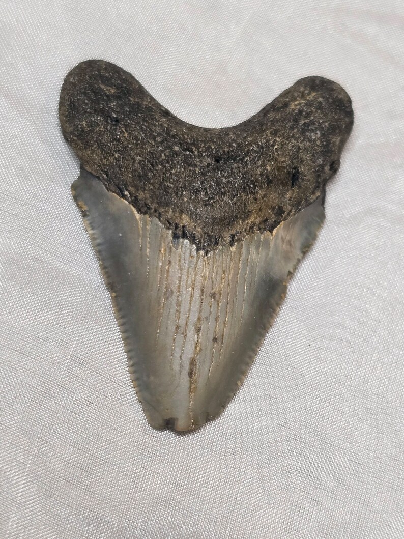Megalodon Tooth, Ancient Shark Fossil - Etsy