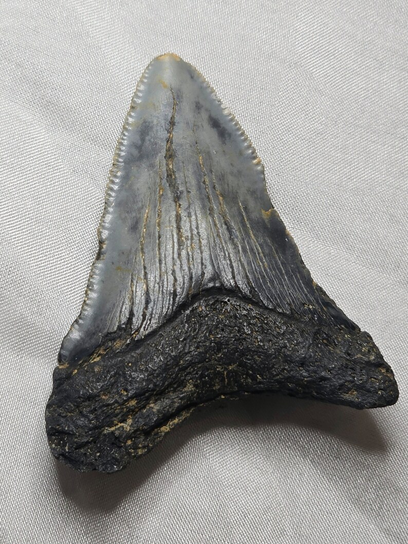 Megalodon Tooth, Ancient Shark Fossil - Etsy