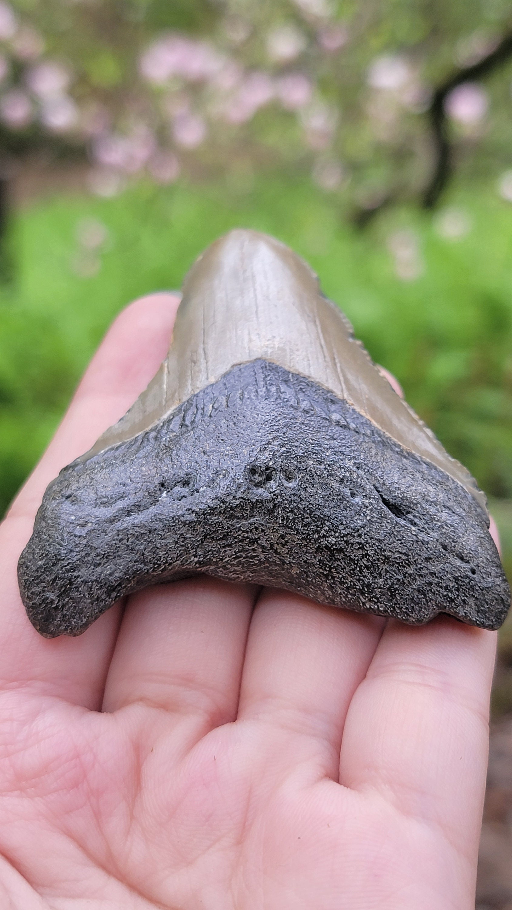 Large Megalodon Tooth, Ancient Shark Fossil - Etsy