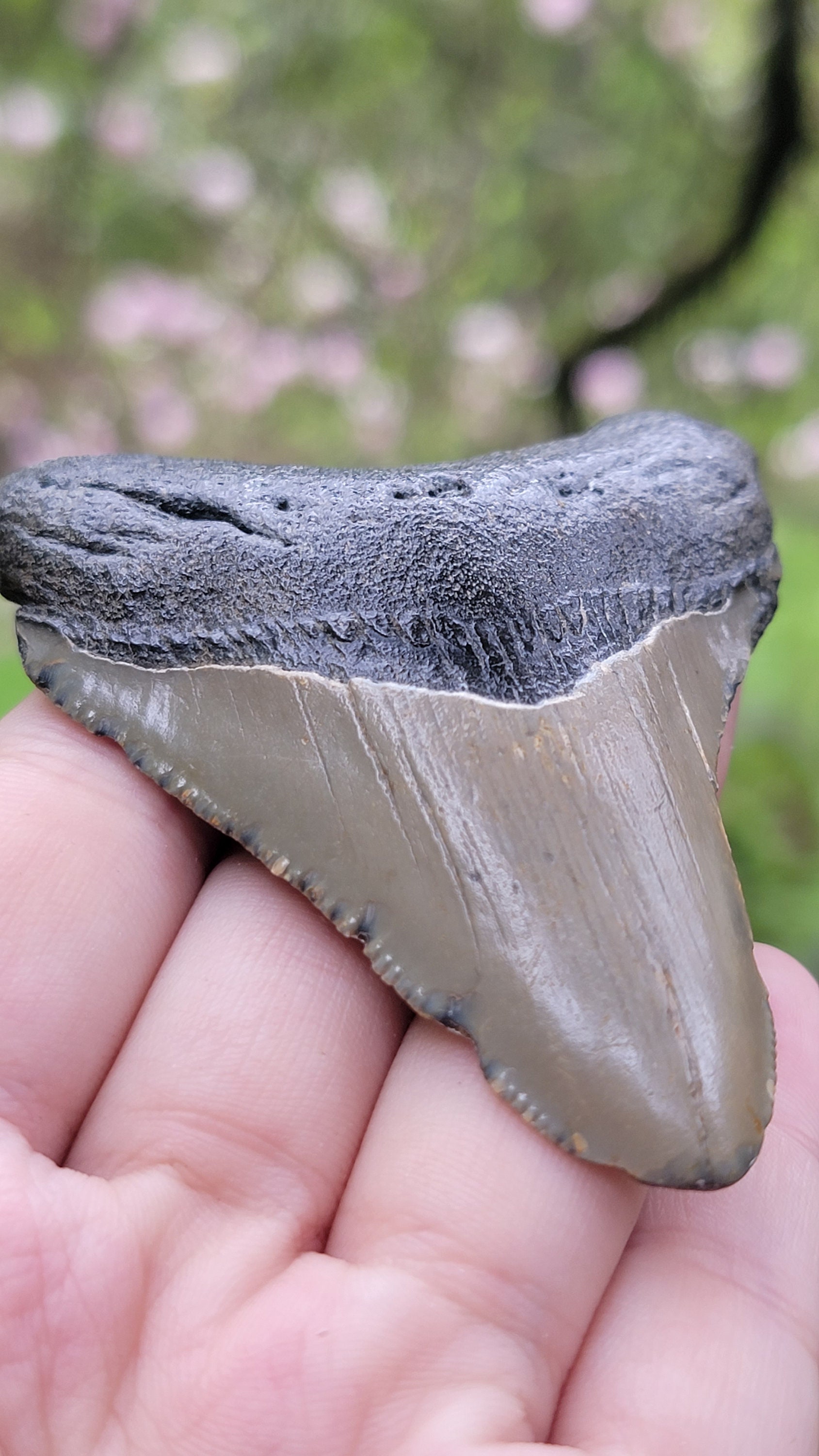 Large Megalodon Tooth, Ancient Shark Fossil - Etsy