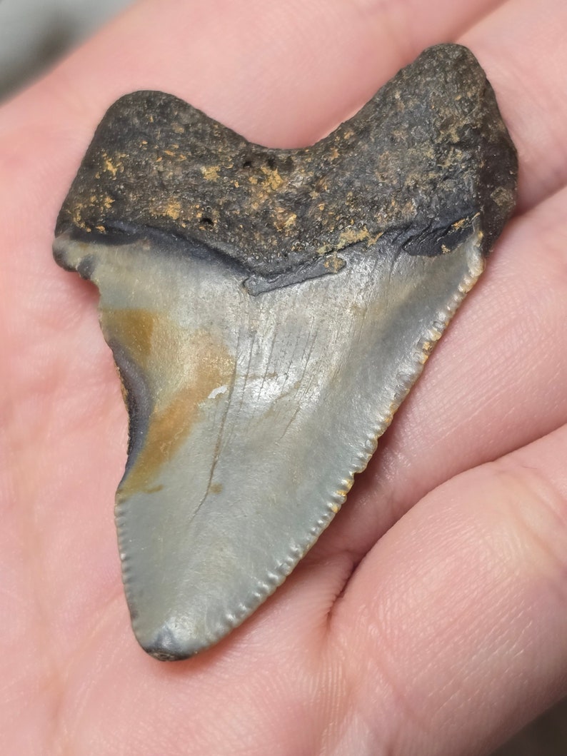 Megalodon Tooth, Ancient Shark Fossil, Collector Specimen - Etsy