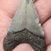 Megalodon Tooth, Ancient Shark Fossil - Etsy