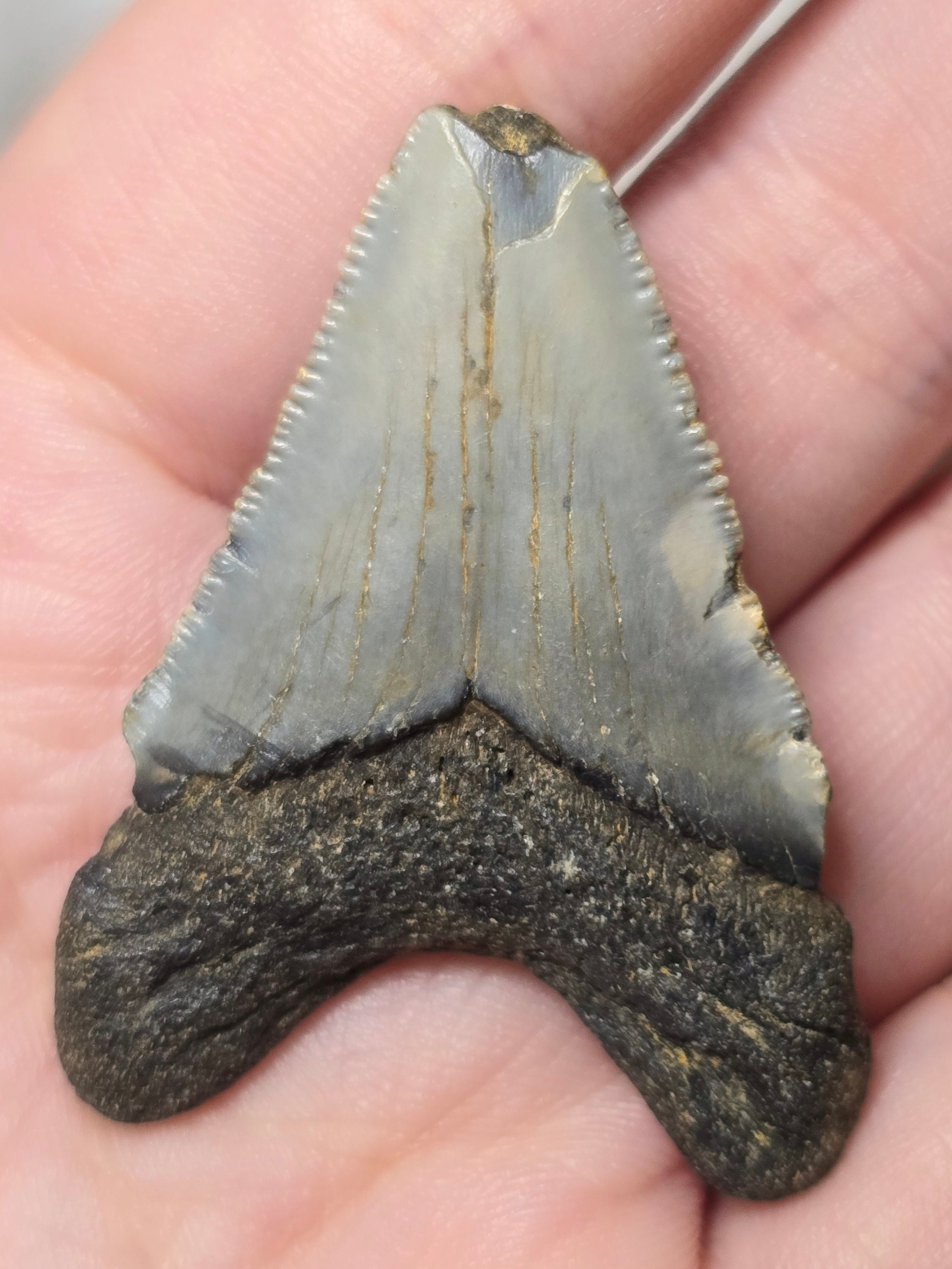 Megalodon Tooth, Ancient Shark Fossil - Etsy