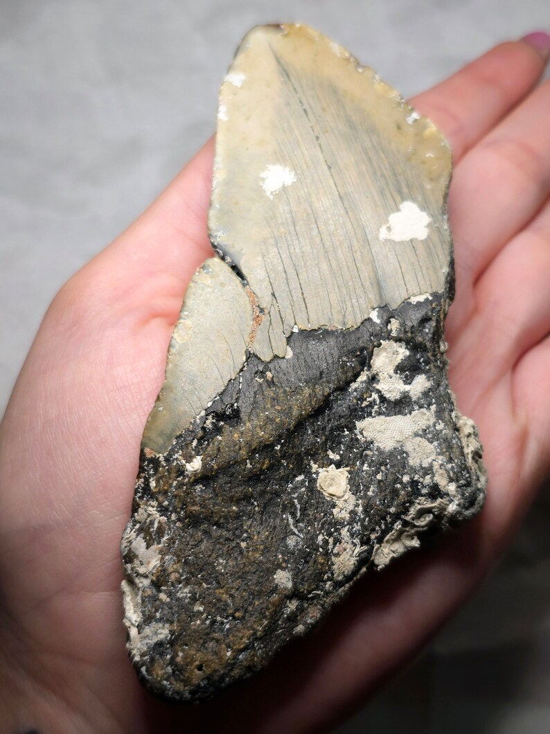 Large Megalodon Tooth, Ancient Shark Fossil - Etsy