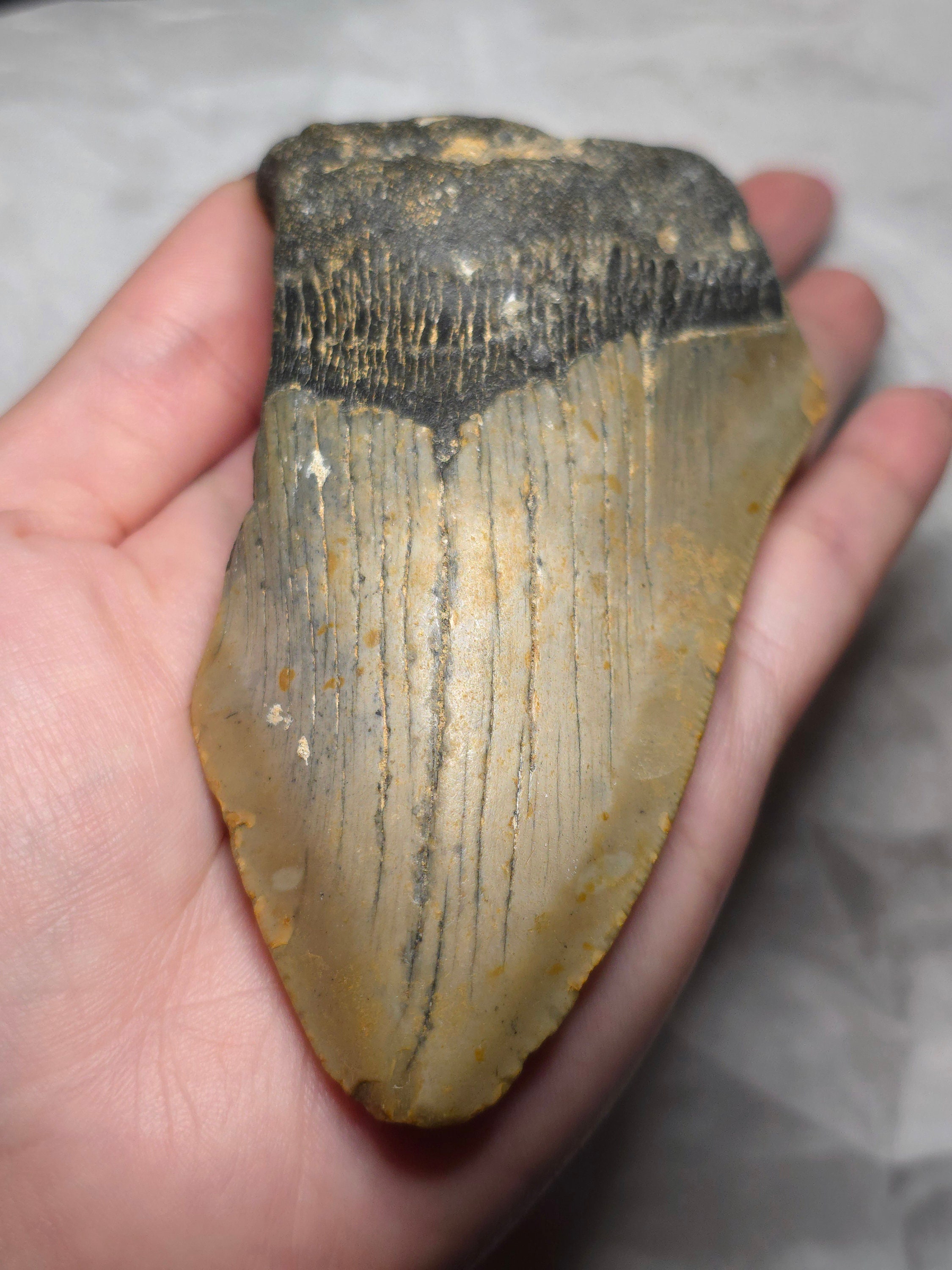 Large Megalodon Tooth, Ancient Shark Fossil - Etsy