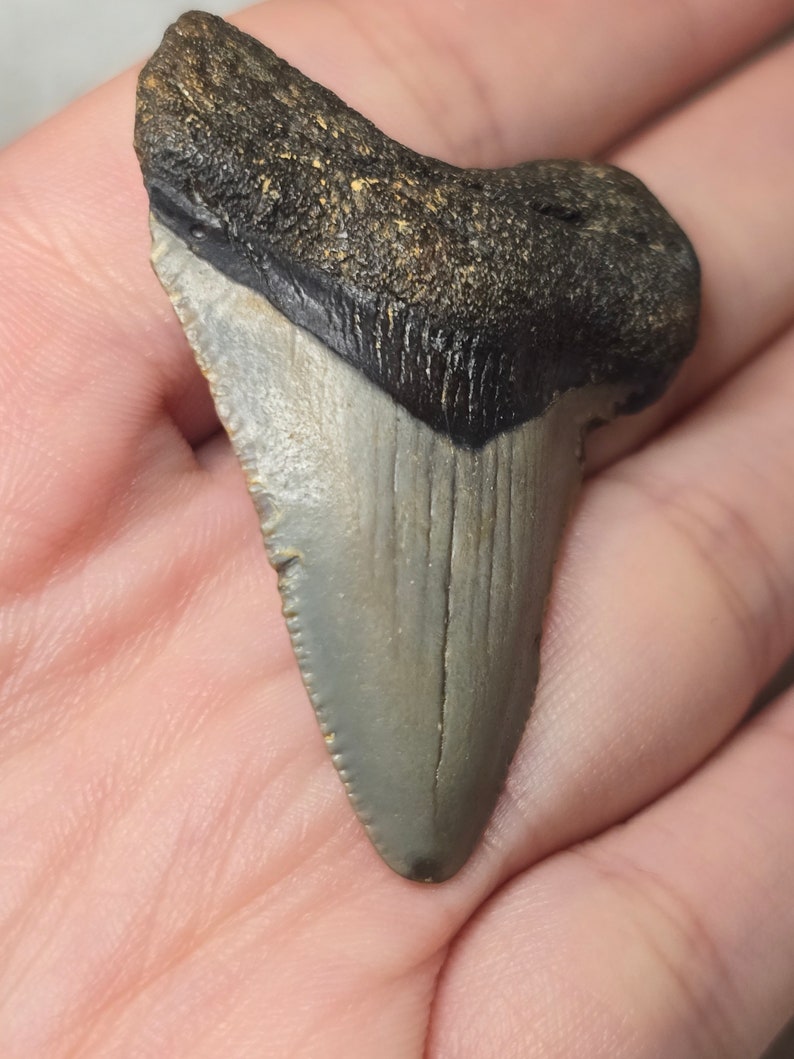 Megalodon Tooth, Ancient Shark Fossil, Collector Specimen - Etsy