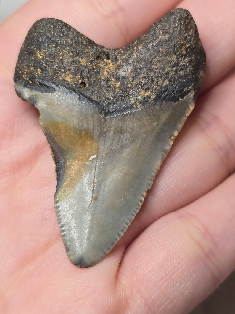 Megalodon Tooth, Ancient Shark Fossil, Collector Specimen - Etsy